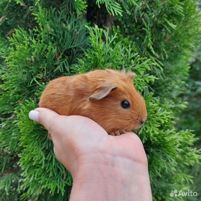Морские свинки калифорния