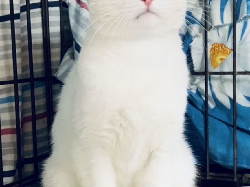 Белый котенок