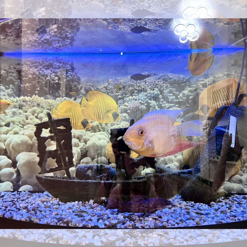 Аквариум с тумбой 60 литров с 2 рыбками