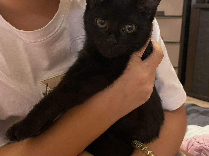 Кошка в дар бесплатно