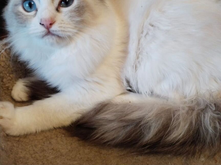 Кошка регдолл