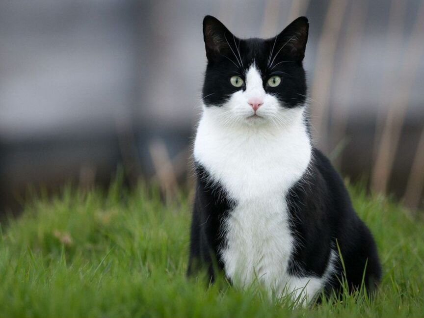 Отдам кошку в добрые рукe,как можно быстрее