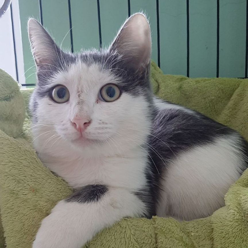 Котик в добрые руки