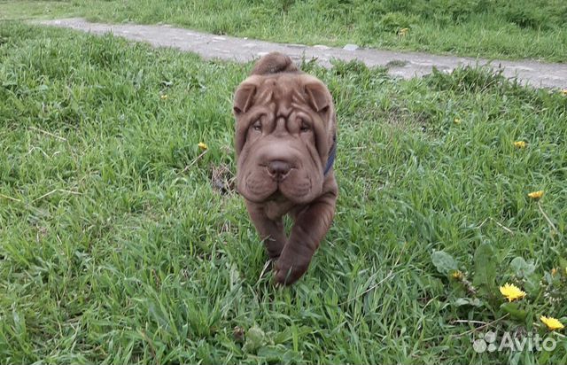 Прекрасная шарпейка