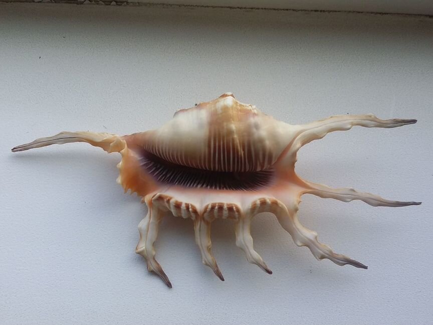 Лямбис скорпио 14,5см морская ракушка