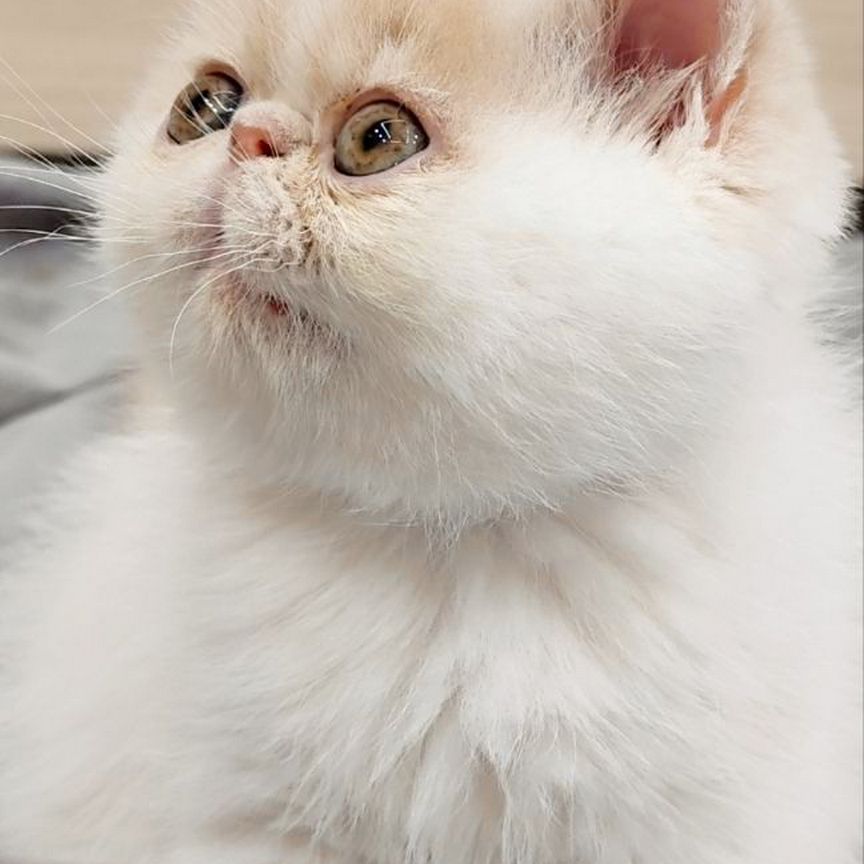 Экзотический котёнок)