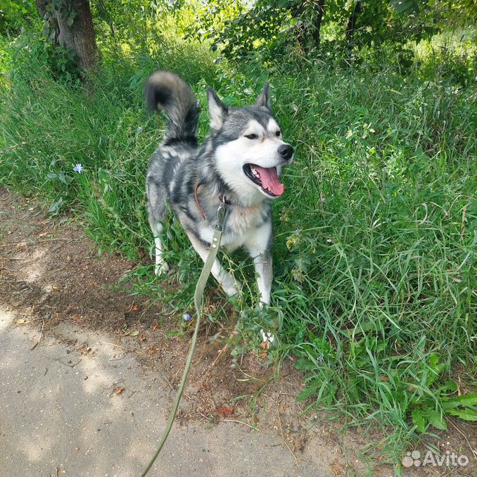 Разные собаки бывают одиноки