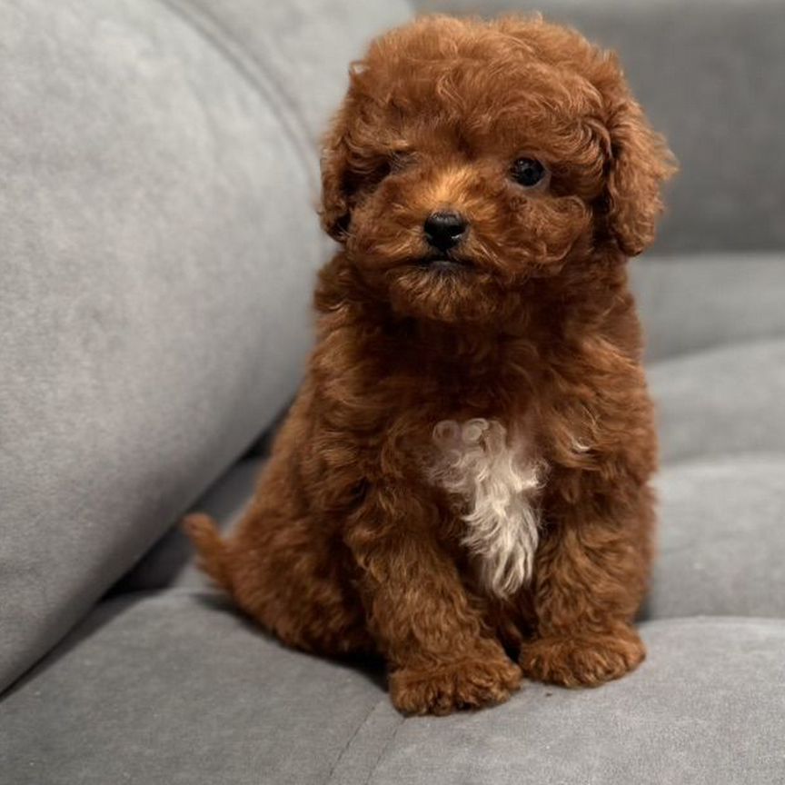 Той-пудель, щенок