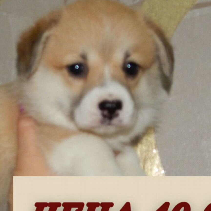 Вельш Корги Пемброк, щенок