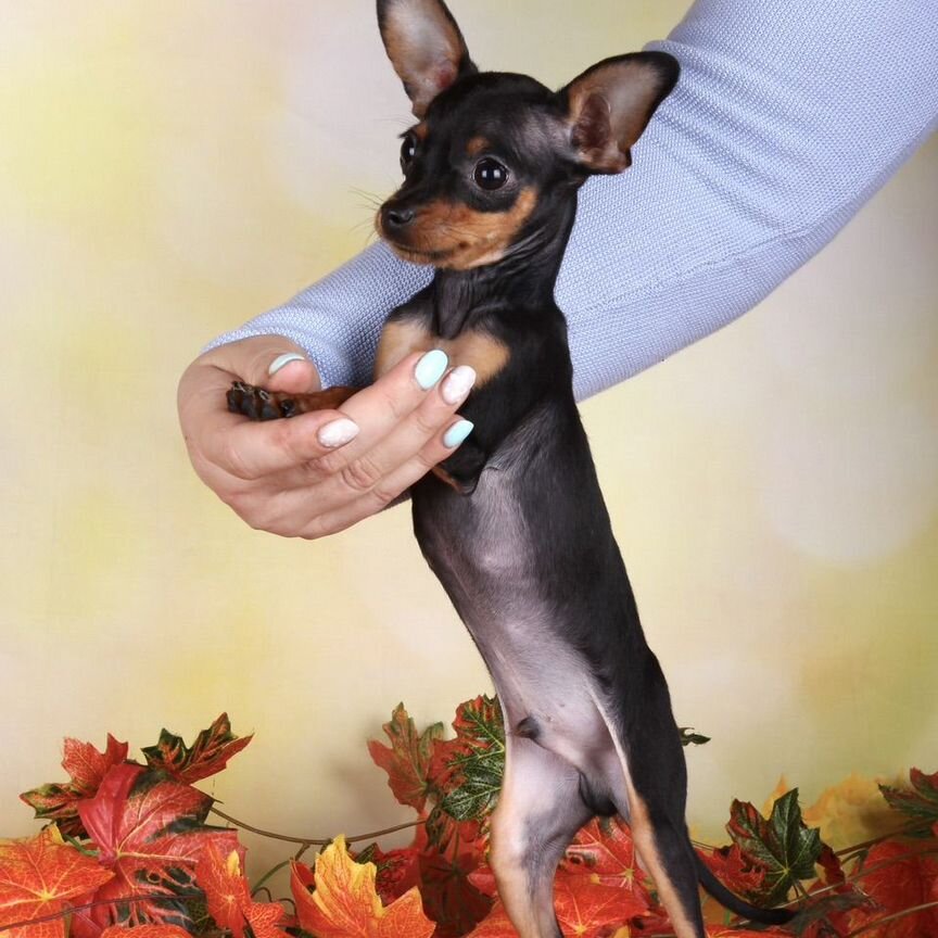 Милейший крошечный малыш