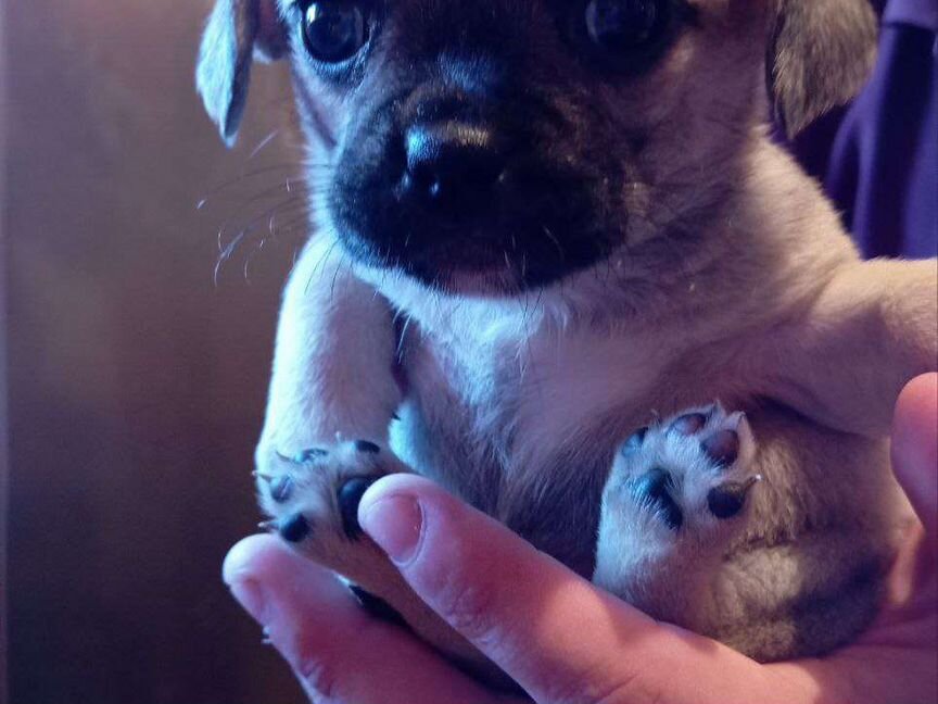 Мопс