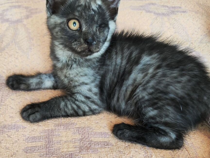 Котята в добрые руки бесплатно