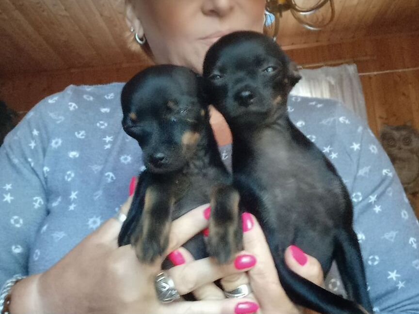 Крошечные терьеры