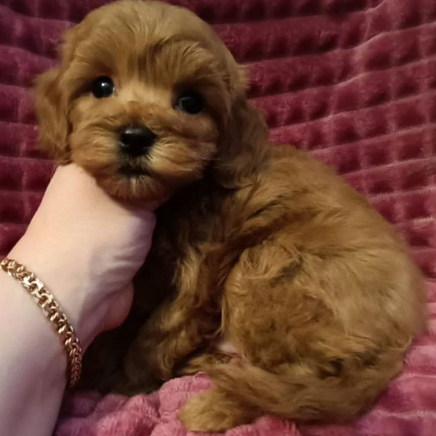 Мальтипу, щенок