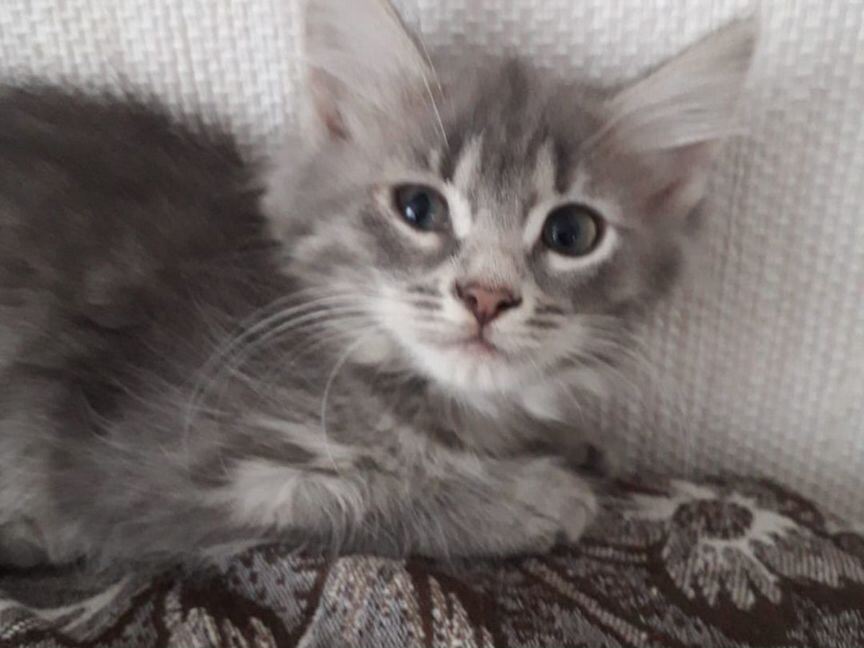 Котята в добрые руки приучены к лотку, девочки