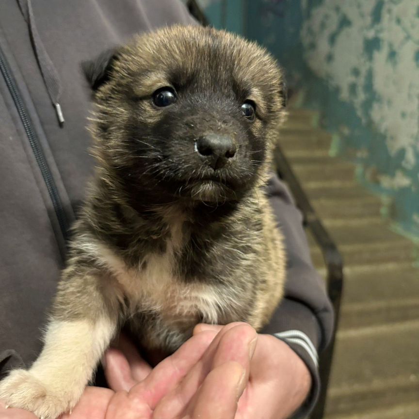 Щеночек в добрые руки