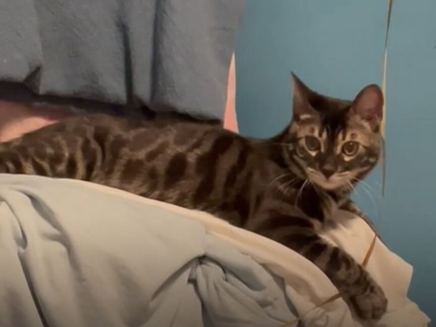 Котёнок, примерно 9-10 мес
