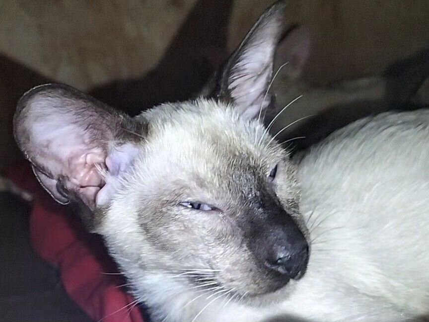 Котик ориентальный