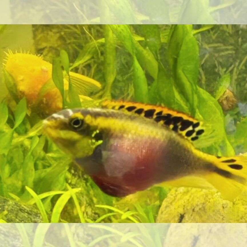 Пельвикахромис самка