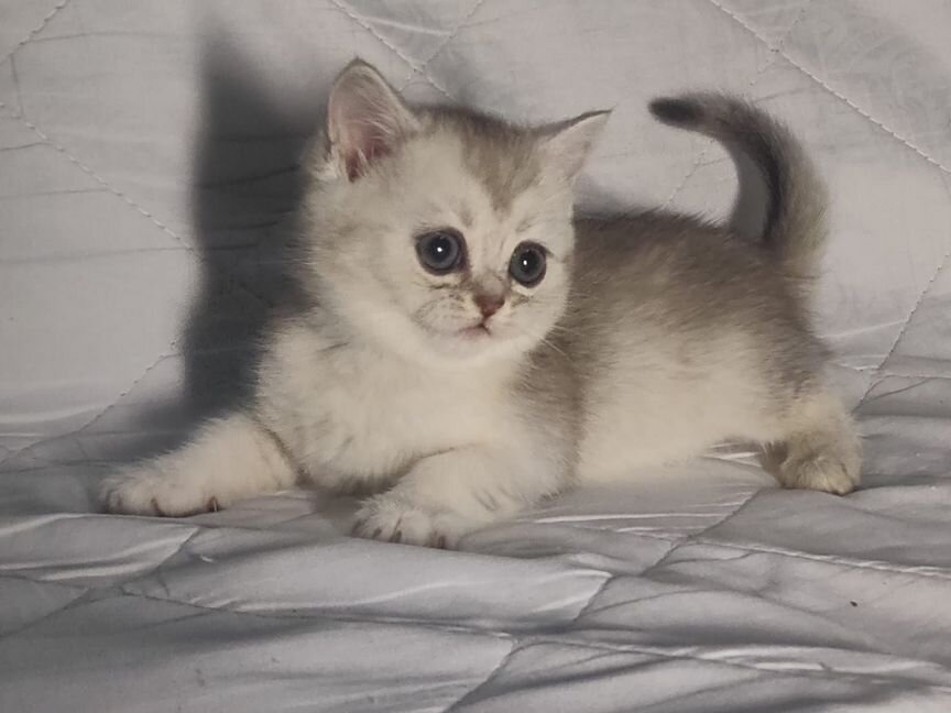 Шотландский страйт- кошечки