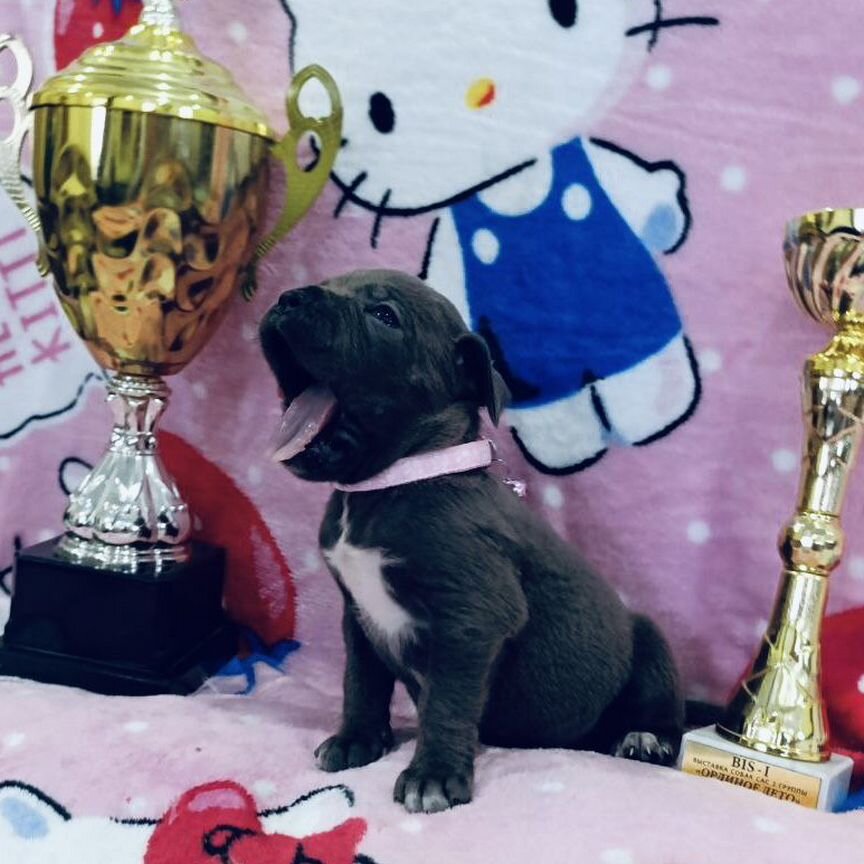 Кане-корсо, щенок