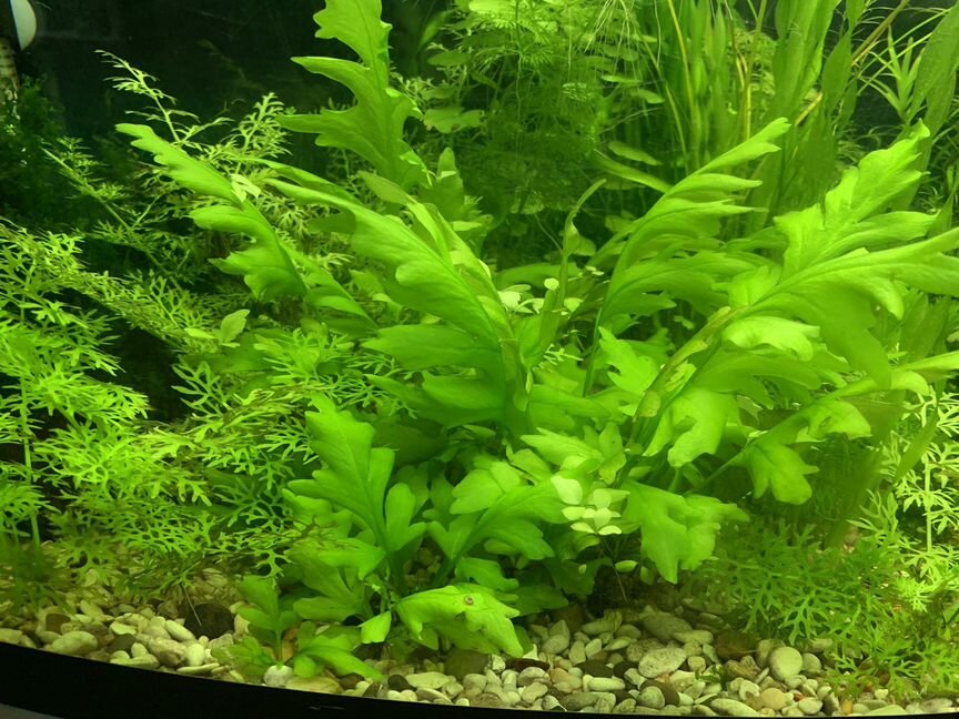 Аквариумное растение