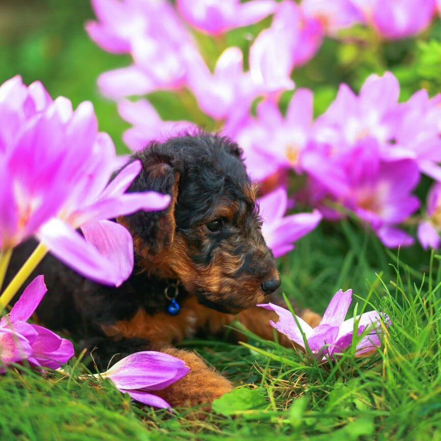 Вельштерьер щенок