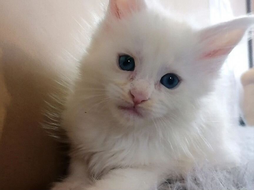 Котята мейн-кун