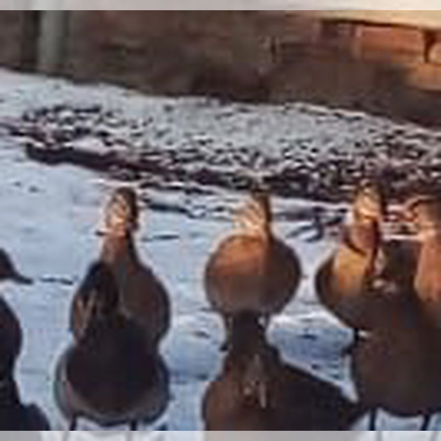 Подсадные утки (кряква)