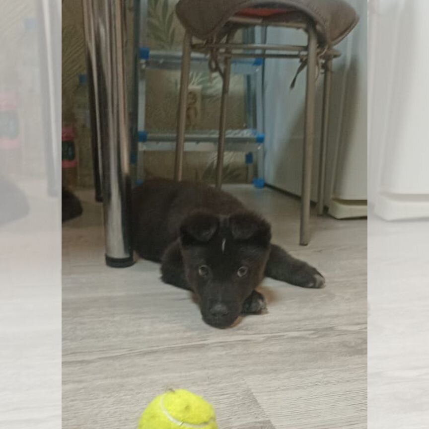 Немецкая овчарка, щенок