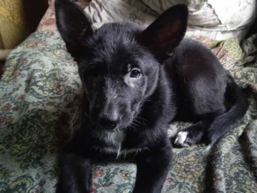 Щенок лайки 2 мес