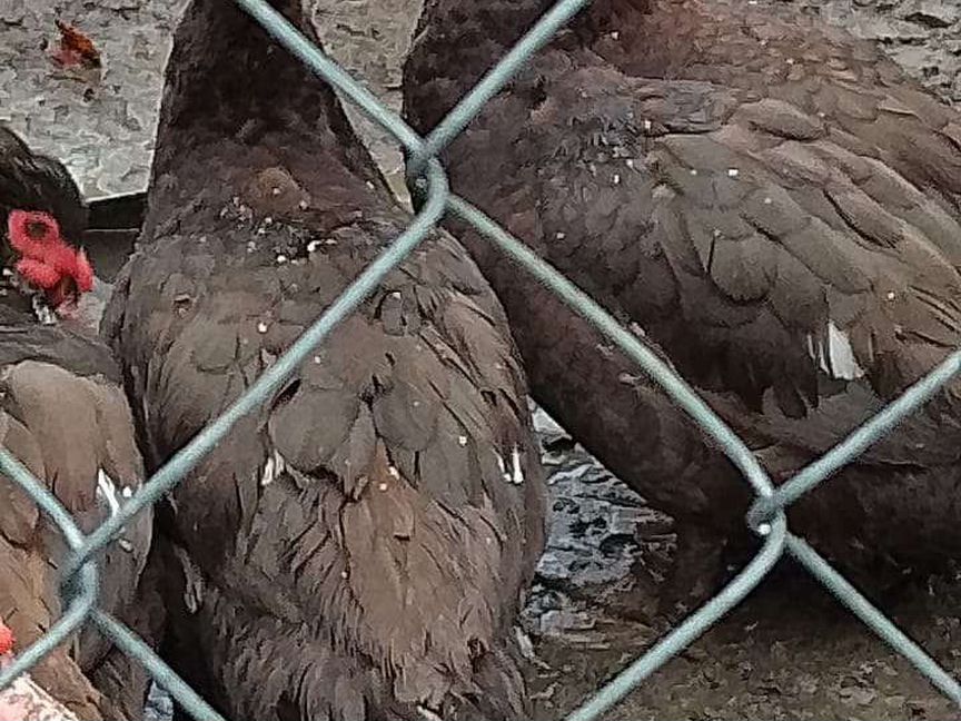 Мускусные утки, тяжёлые линии