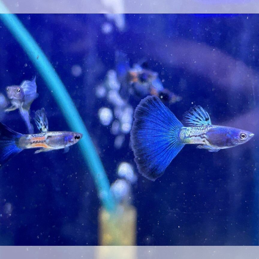 Гуппи в ассортименте