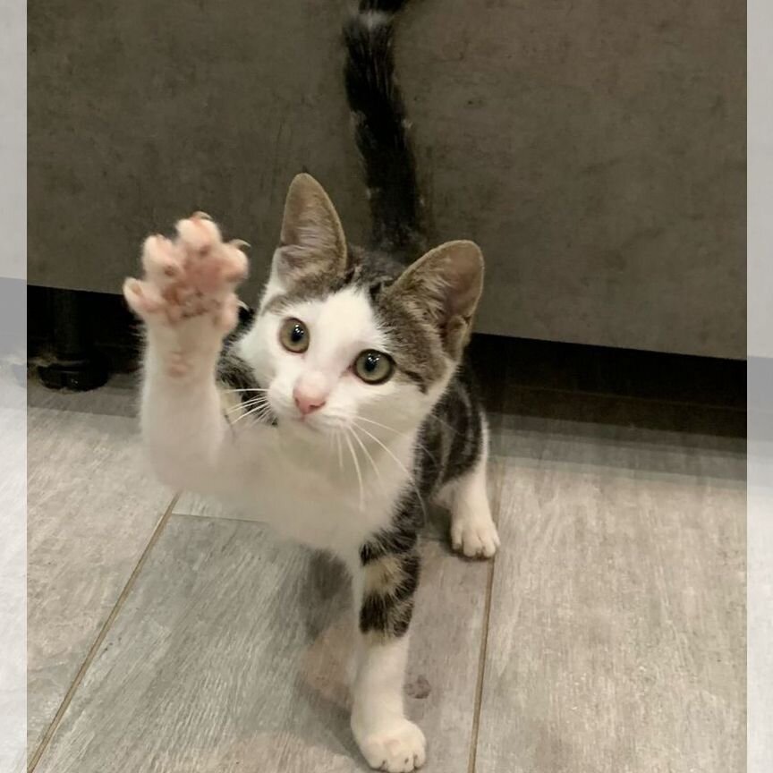 Котёнок в добрые руки