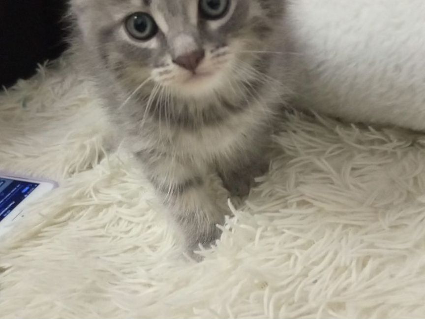 Котенок мальчик серый