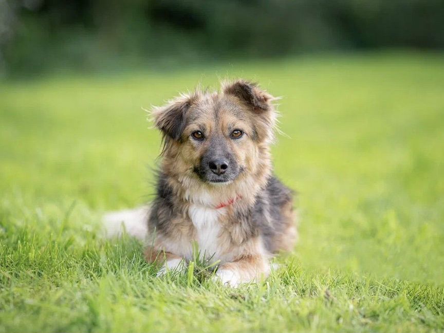 Собака в добрые руки