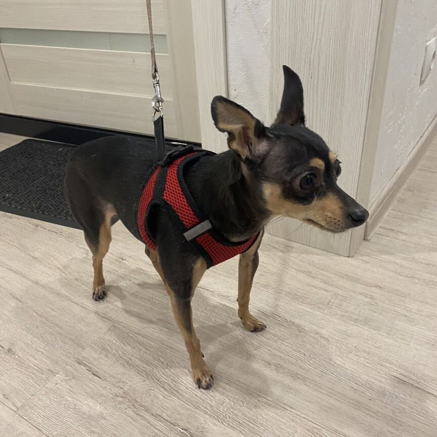 Английский той-терьер, взрослая собака