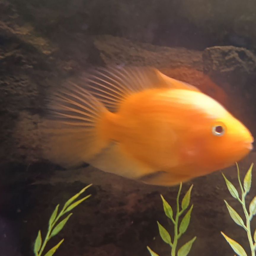 Аквариумные рыбки попугай, вьеха, лещ-й барбус