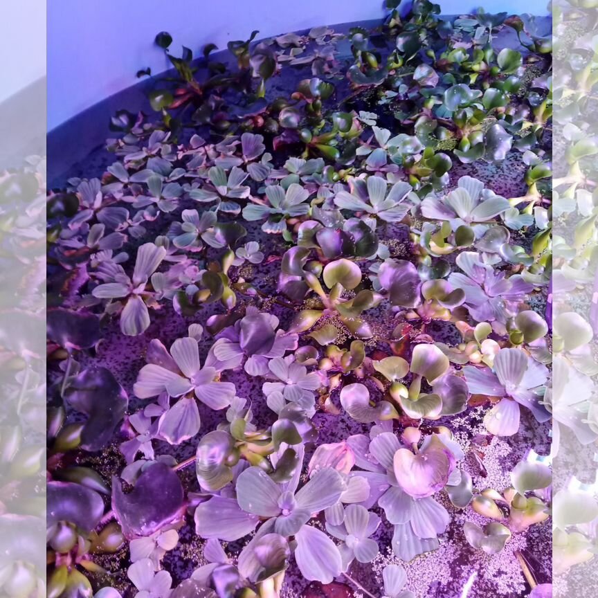 Аквариумные растения водный геоцинт, пистия