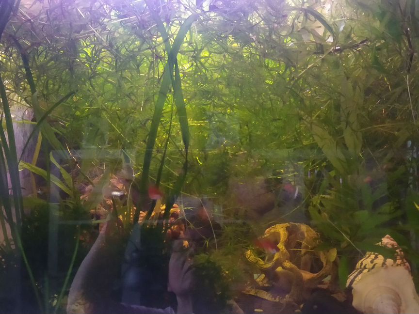 Аквариумные растишки