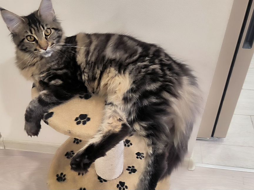 Котята мейн-кун