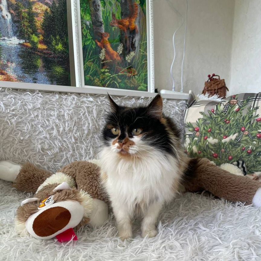 Кошка ищет дом