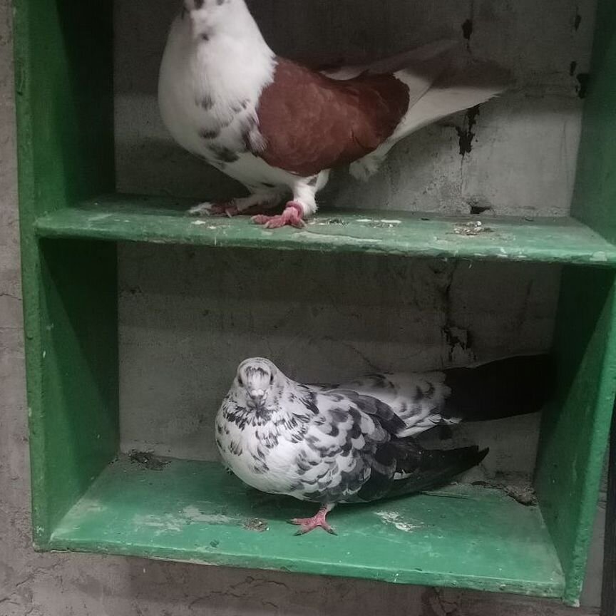 Николаевские голуби
