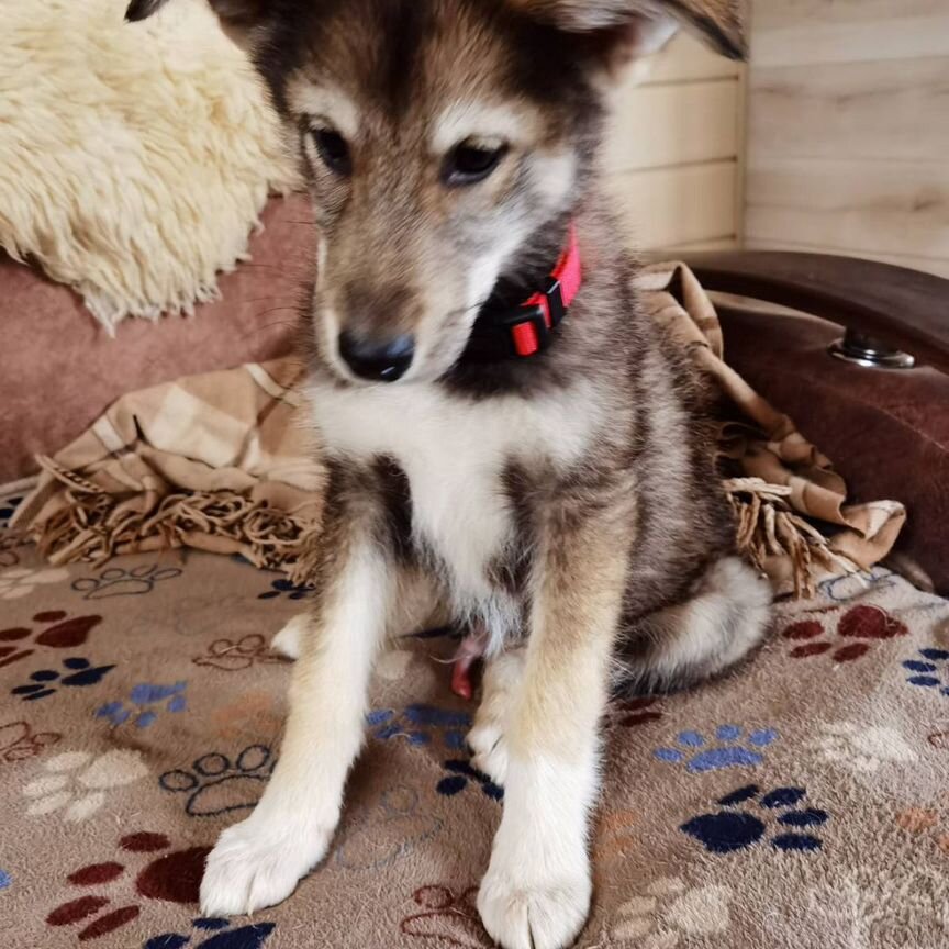 Щенок в добрые руки