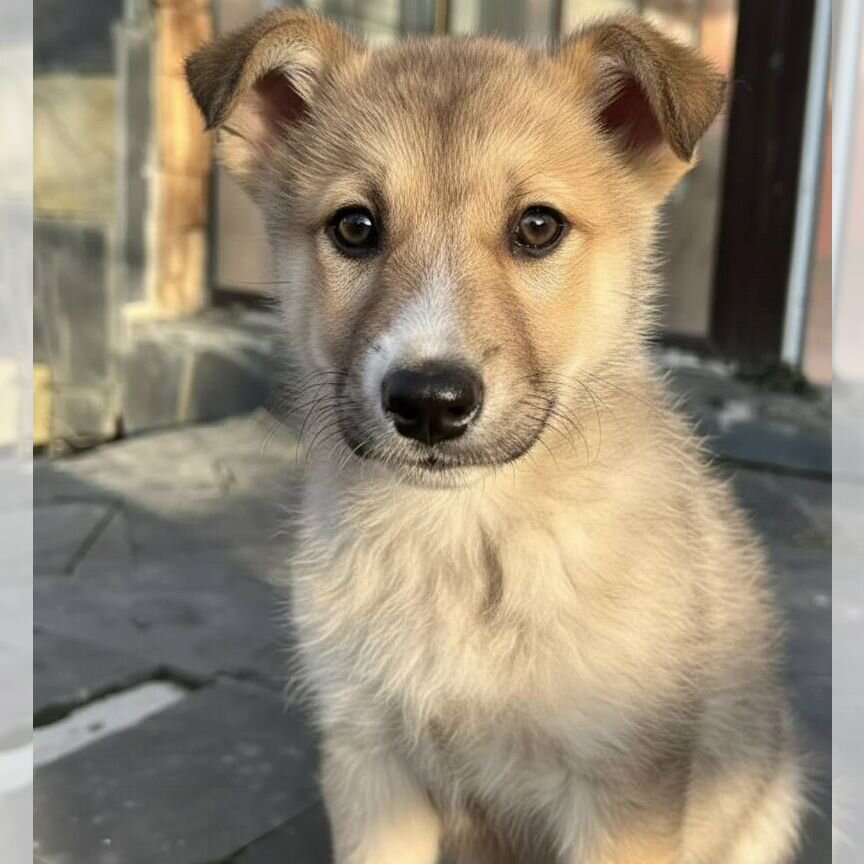 Щенок в добрые руки