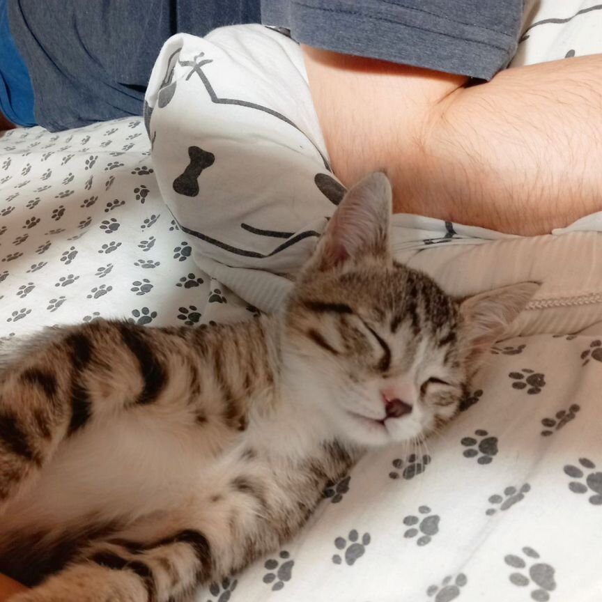 Кот в добрые руки