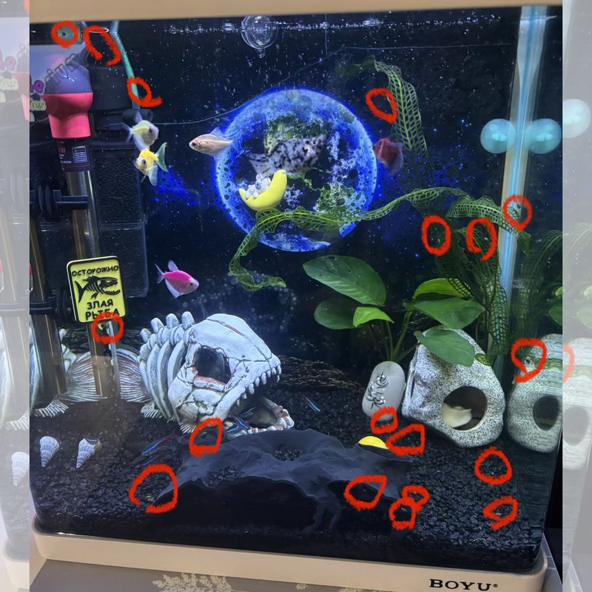 Улитки аквариумные маленькие 0,2-0,5 см