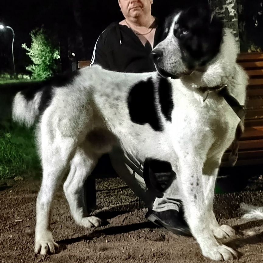 Вязка алабай