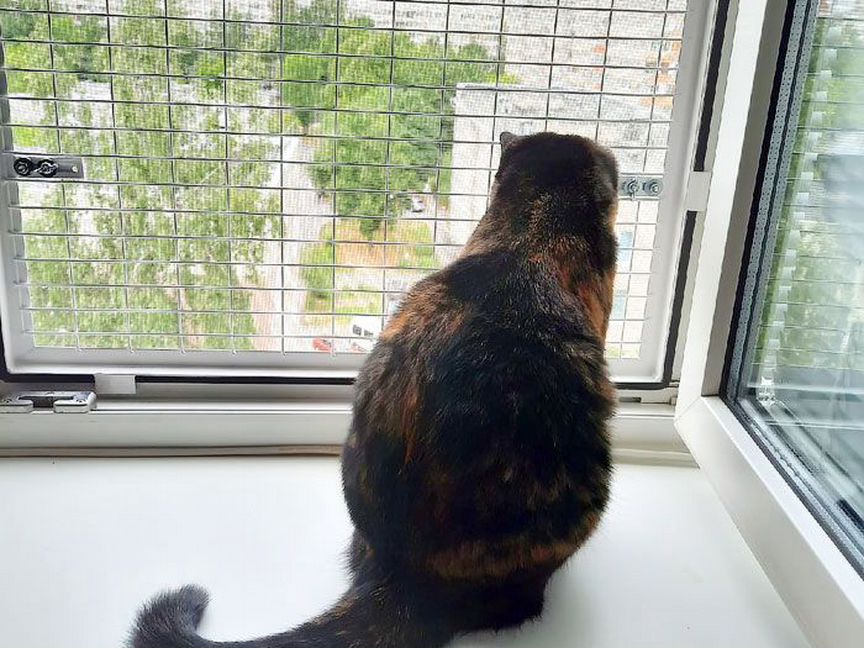 Антикошка на задвижках на окно пвх съёмная сетка