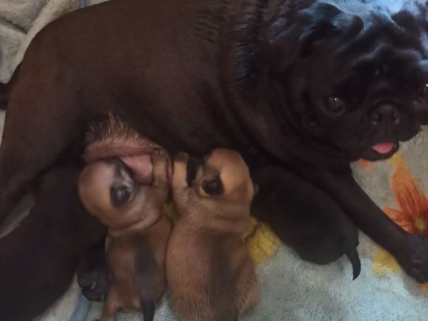 Щенки мопса